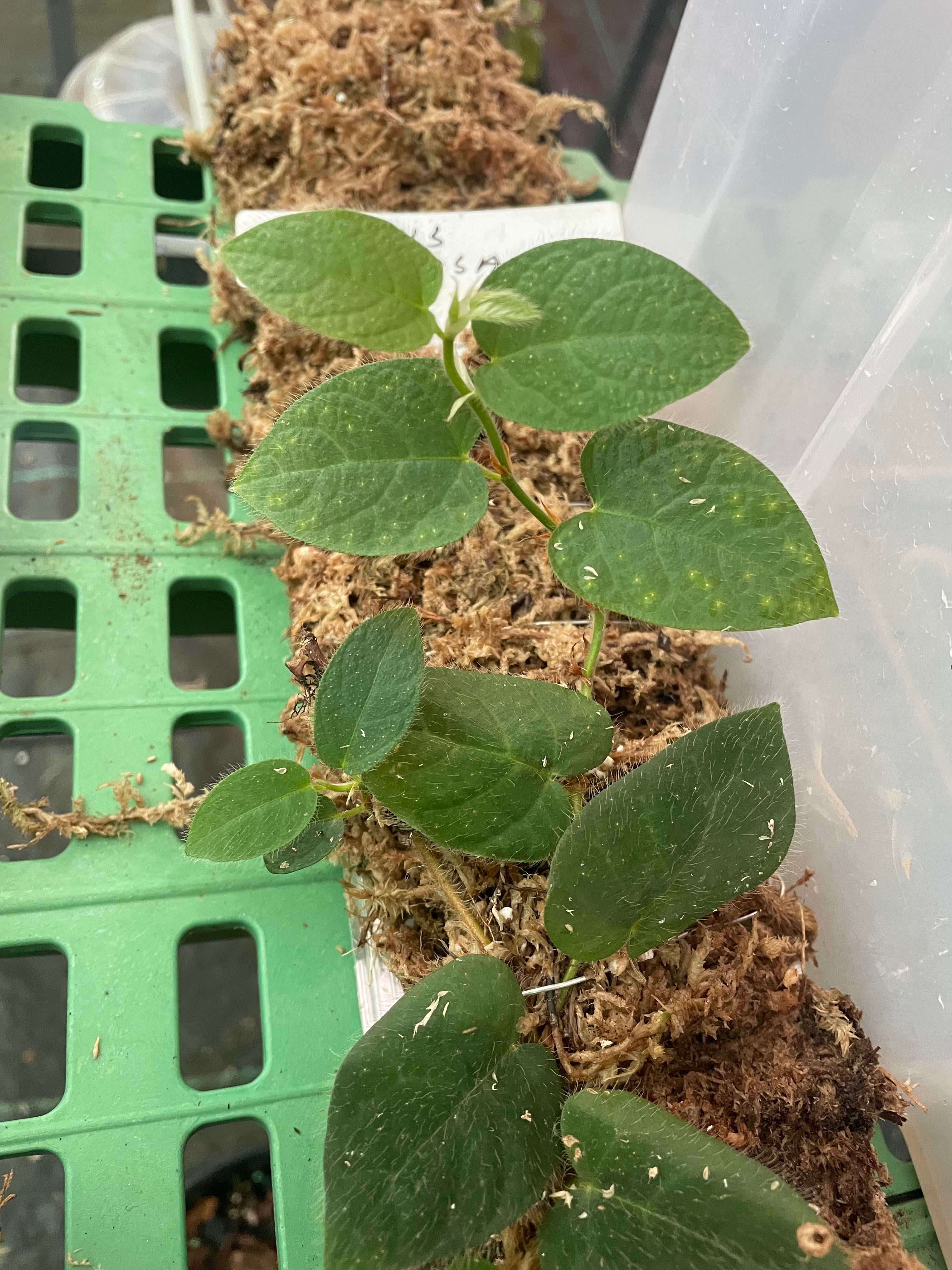 Ficus Villosa – southerntropical