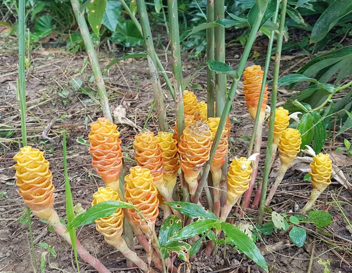 Zingiber – southerntropical