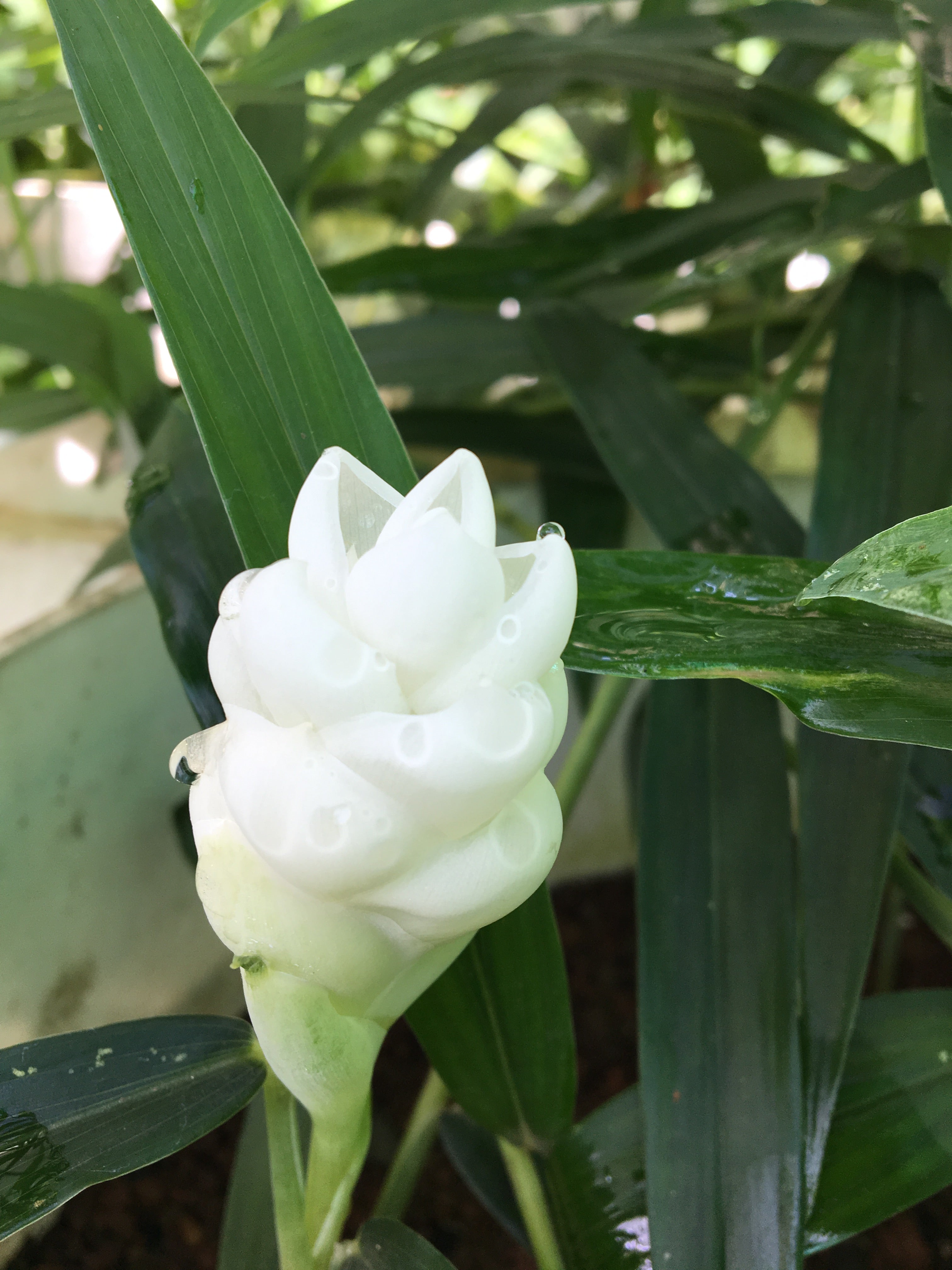 Zingiber – southerntropical